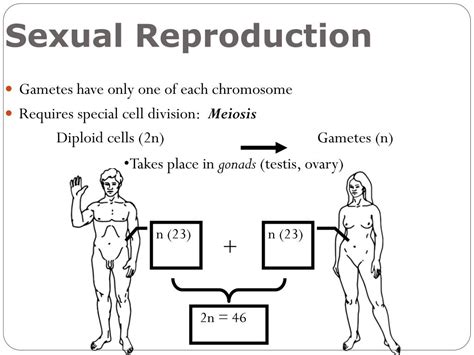 Ppt Specialized Sex Cells Powerpoint Presentation Free Download Id