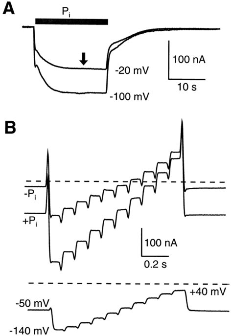 Voltage Dependent Pi Induced Currents In An Oocyte Expressing The