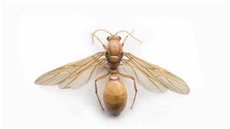 Flying Ants Complete Guide To Prevent And Get Rid Of Them