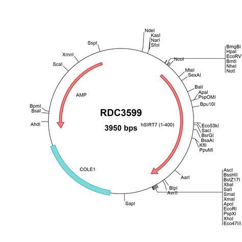 Human Sirtuin 7sirt7 Np0576221 Versaclone Cdna Rdc3599 Randd Systems