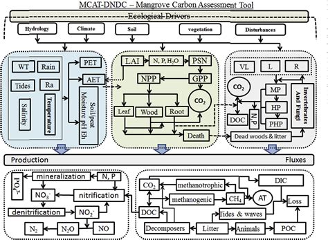Figure 1 From Mangrove Carbon Assessment Tool Model Development And Sensitivity Analysis