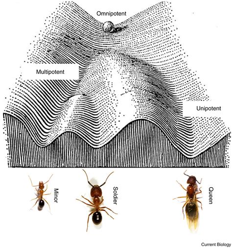 Epigenetics The Making Of Ant Castes Ants Genomes And Evolution