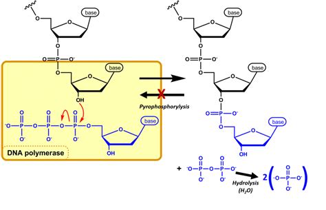 102 Nucleic Acids Structure And Function Biology Libretexts