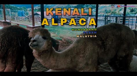 Alpaca Club Kundasang Sabah I Malaysia Youtube