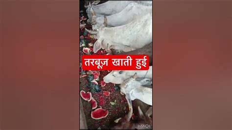 Dr Umar Khan Youtube