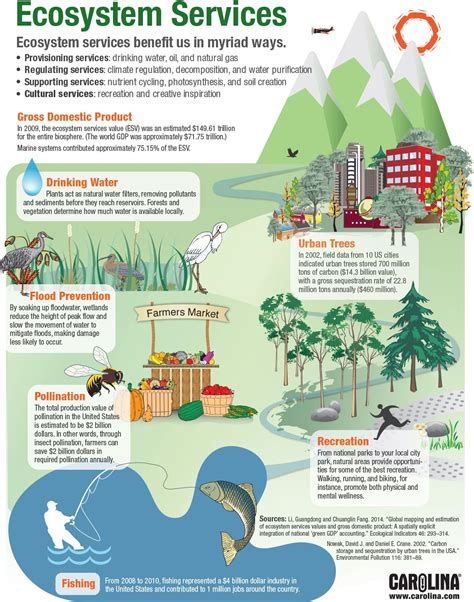 Trees Important To Our Ecosystem At Karen Davis Blog