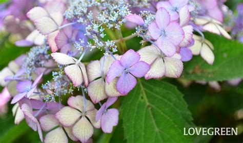 雪を割って花を咲かせるユキワリソウに魅せられて｜編集部のこぼれ種85 Lovegreenラブグリーン
