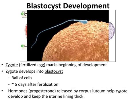 Blastocyst Development Ppt Download