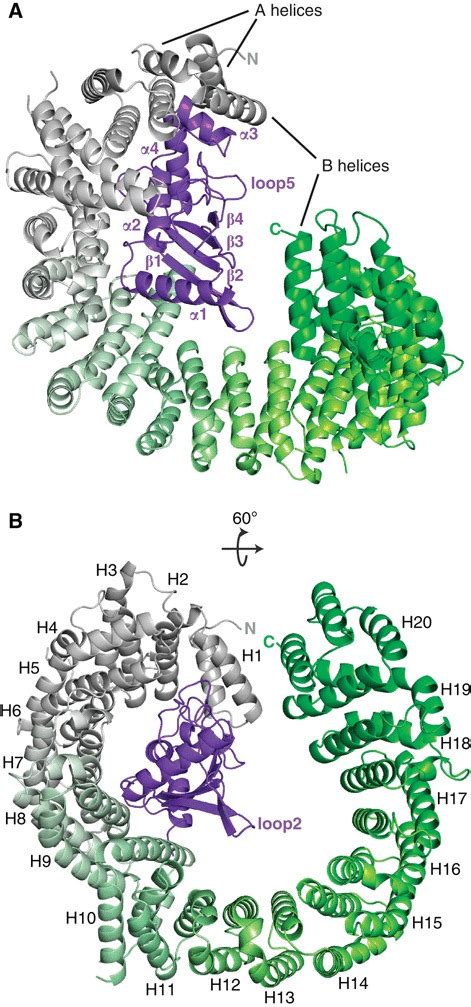 Structure Of The Imp13 Ubc9 Complex A Cartoon View Of The Complex