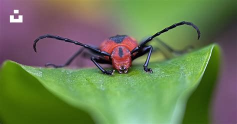 초록색 잎에 앉아있는 빨간색과 검은색 벌레 사진 Unsplash의 무료 자와 바랏 이미지