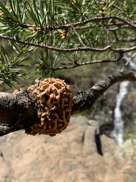 What Mushroom Is This R Whatisthismushroom
