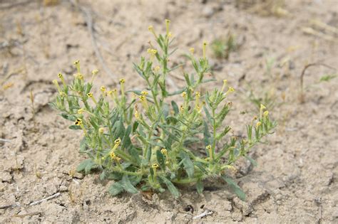Arnebia decumbens - Изображение особи - Плантариум