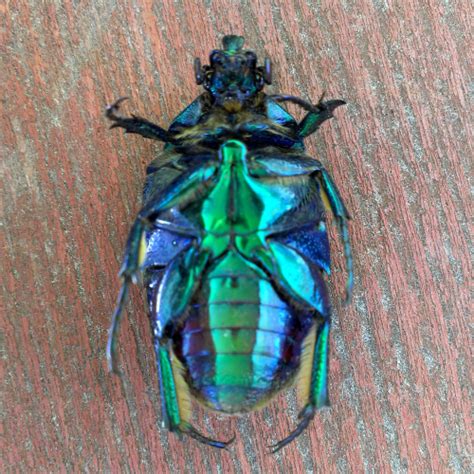 June Bug On A String Thrasher Termite And Pest Control