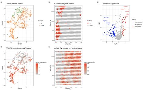 Spatial And Transcriptomic Characterization Of A Fibroblast To