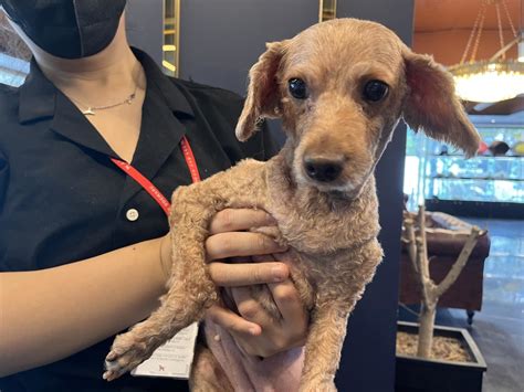 푸들 초롱이 소형강아지종류 브숏 말티슈 푸들성격 꼬똥드툴레아분양 브리더분양 작은강아지 털없는강아지 회색푸들 타이니푸들 키우기쉬운