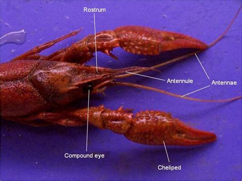 Crayfish Dissection Biology Junction