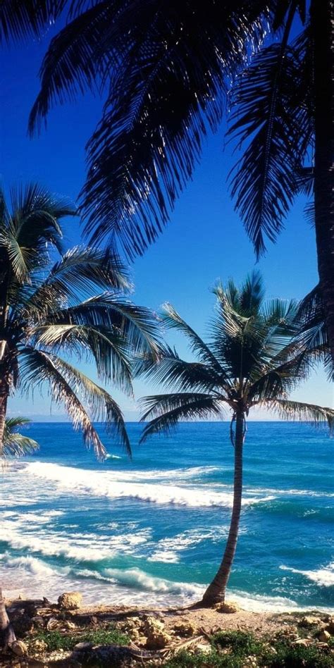 Завантажити шпалери на робочий стіл ПК Океан Земля Дерево Пляжний