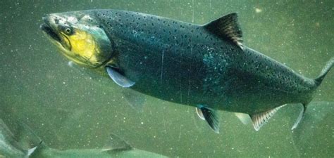 Pacific South Coast Chinook Salmon Seachoice