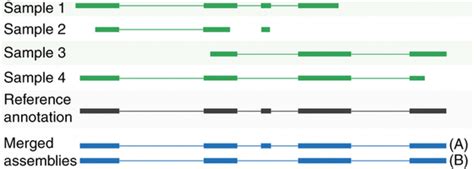 Transcript Level Expression Analysis Of Rna Seq Experiments With Hisat