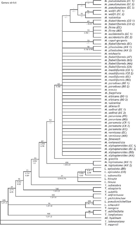 strict consensus tree from combined atpb and rbcl data resulting from