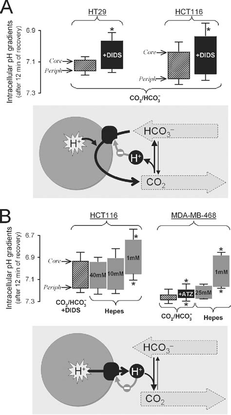 Figure 6 From Dual Role Of Co2 Hco3− Buffer In The Regulation Of