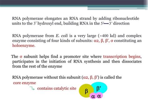 Transcriptional And Post Transcriptional Regulation Of Gene Expression