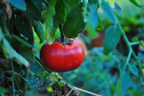 무료 이미지 분기 덩굴 과일 익은 식품 샐러드 녹색 빨간 수확 성분 생기게 하다 야채 자연스러운 신선한 정원 건강한 피자 농민 시장