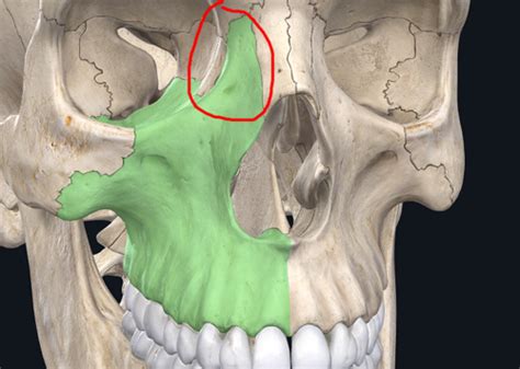 Kaarten 12 Maxilla Quizlet