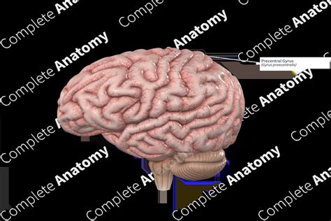 Precentral Gyrus Complete Anatomy