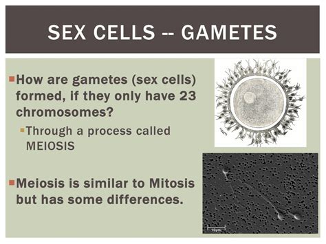Meiosis Introduction Cscope Unit 08 Lesson Ppt Download