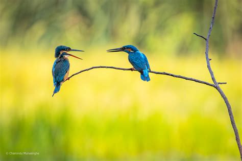 Chamindu And Shasha Munasinghe Photography