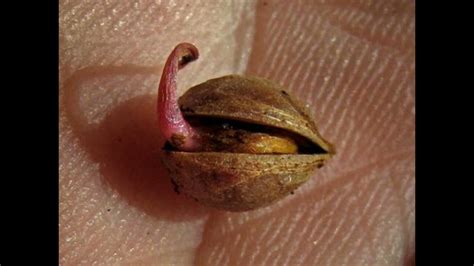 Загадка вишневої кісточки як виростити з неї саджанець вишні Youtube