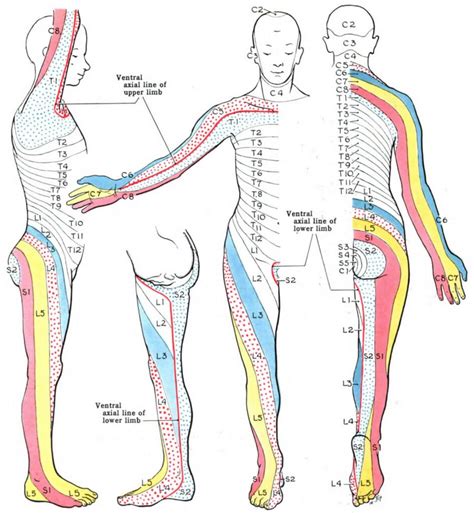 Spinal Anesthesia Dermatome Levels Dermatomes Chart And Map