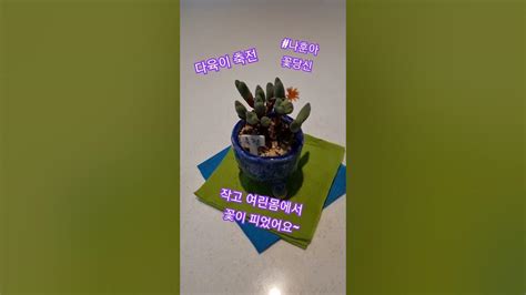다육이 축전이 꽃을 피웠어요shorts식물 식집사 반려식물 식물키우기 가드닝 베란다정원 베란다가드닝 다육이축전콩분나훈아꽃당신 Youtube