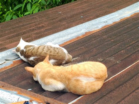 ကြောင်ချစ်သူများ စုံစည်းရာ သားရယ် အမေ့ကိုကလေးမွေးပေးပါလာ ကလေးလိုချင