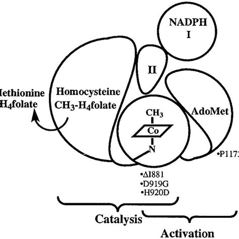 Model For Interactions Between Human Methionine Synthase And Its