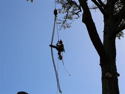 Tree Removal Cutting Auckland Professional Tree Cutters NZ