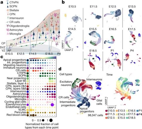Molecular Logic Of Cellular Diversification In The Mouse Cerebral Cortex R Citral