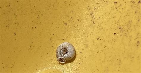 Bug Thing Album On Imgur