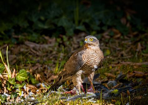 Sparrowhawk In Shadow And Light Play Raw