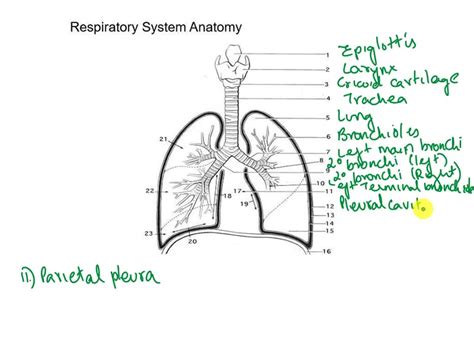 SOLVED Label The Respiratory Structures In The Diagram Below From Thru Respiratory System