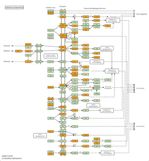 A The Predicted Signaling Pathways Of Downregulated Expression Download Scientific Diagram