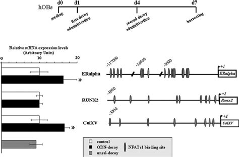 Analysis Of Er α Runx2 And Colxv Expression By Quantitative Rt Pcr