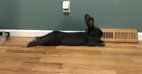 Failed Bear Makeup Barf From Spaceballs Album On Imgur