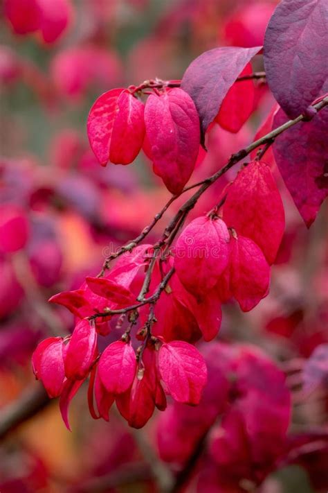 Close Up Of Euonymus Alatus Commonly Known As Burning Bush Displaying