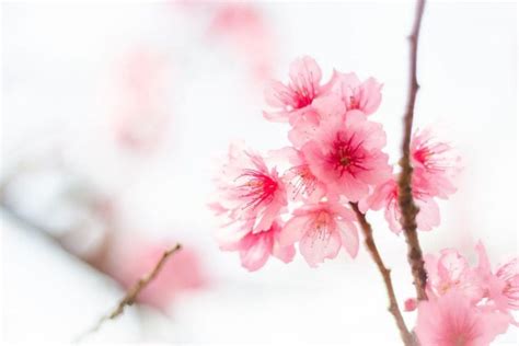 Sakura Flower Meaning Cherry Blossom Symbolism In Japanese Culture Plantisima