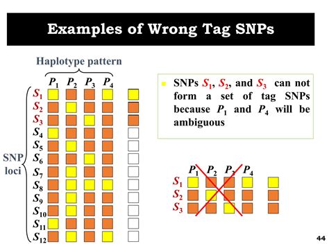 Haplotype Based Genomic Selection For Precision Plant Breeding Pptx