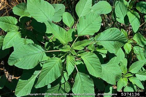 Amaranthus Palmeri Palmers Amaranth Go Botany