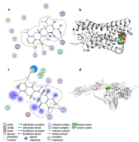 Molecular Docking Results A Two Dimensional Display Of Interaction
