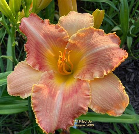 Bending Hill Farm All Riled Up